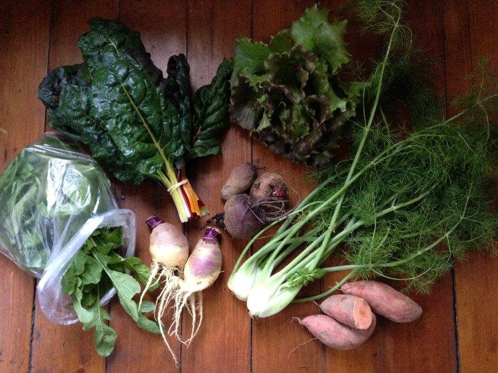 Jack’s Farm – SHIFT